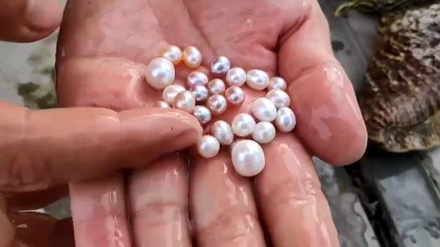野外发现大号蚌壳,开蚌后,珍珠数量惊人。