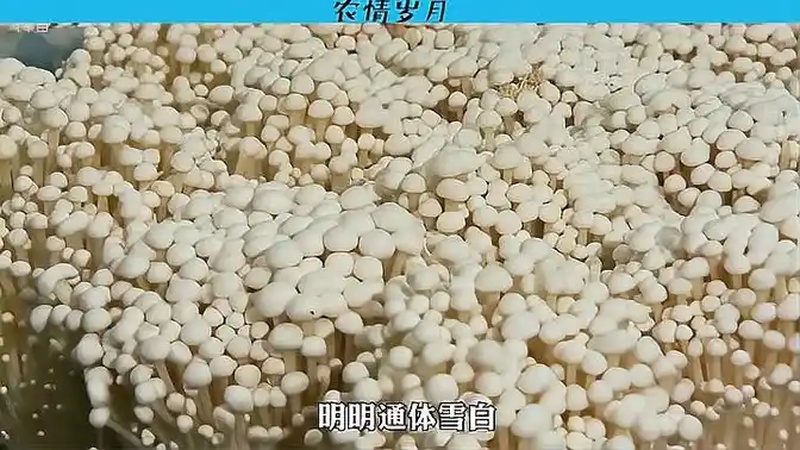 咖啡豆的水洗处理法,一杯咖啡来之不易