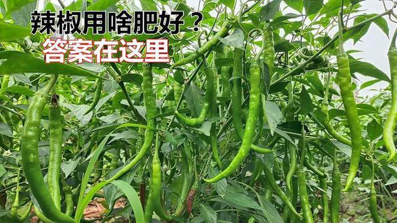 种的辣椒用什么肥料好,生长周期需肥量你可知道?答案都在这里