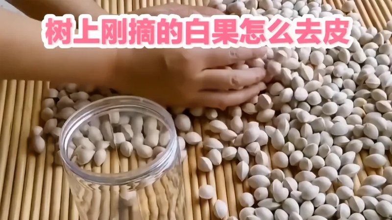 白果去皮是个大问题,今天就来教你树上刚摘的白果怎么去皮!