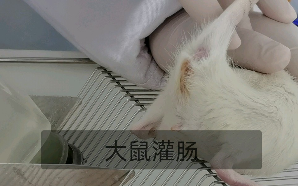 大鼠灌肠给药实验操作