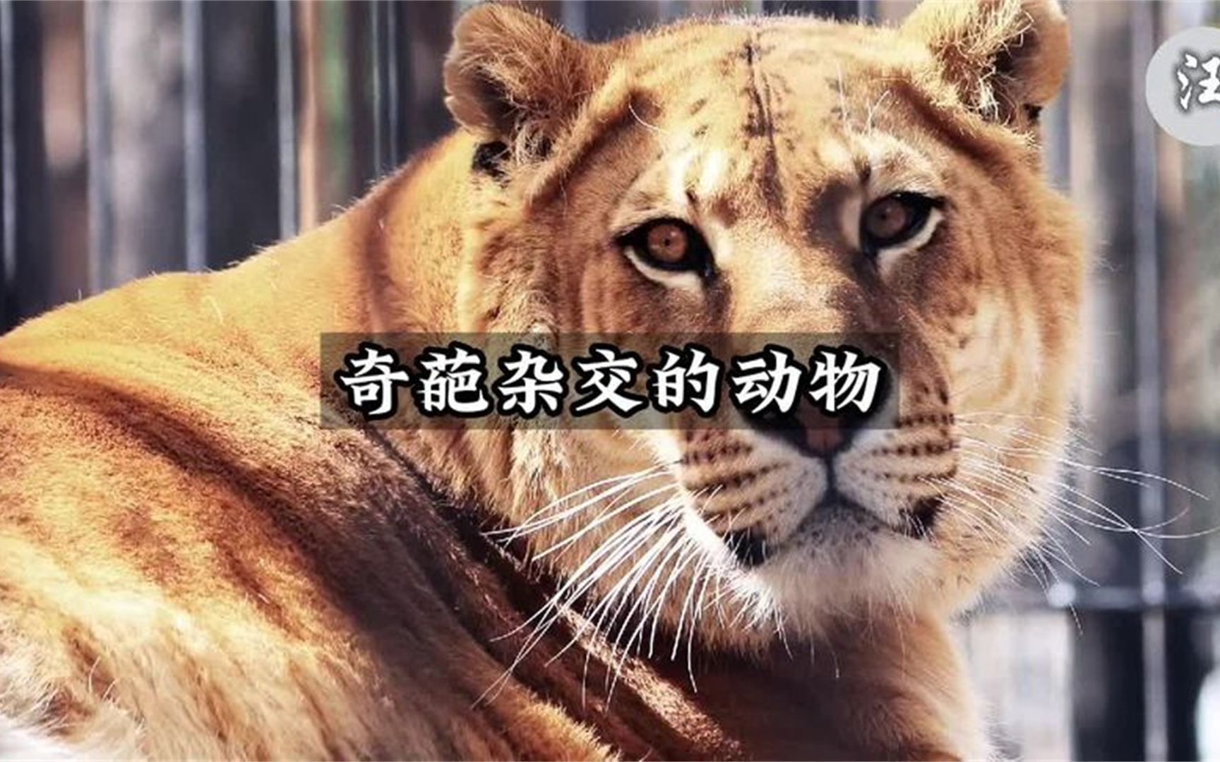 不同动物之间杂交后的后代是啥样的?