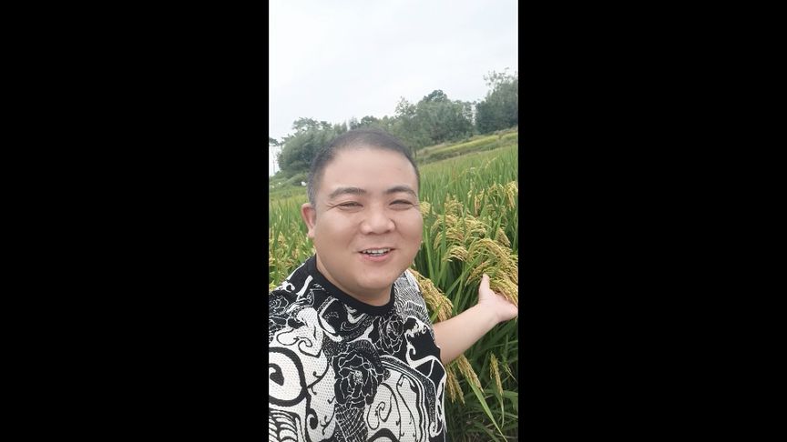 我家的稻子马上成熟了,有人来帮忙收一下吗?