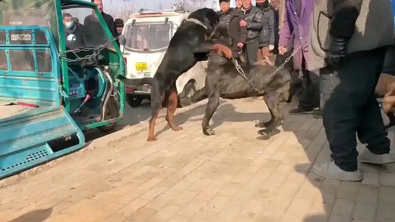 狗王争霸赛:罗威纳犬勇斗卡斯罗犬与牛头梗犬,全程打斗激烈