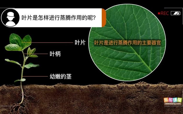 18.植物的蒸腾作用