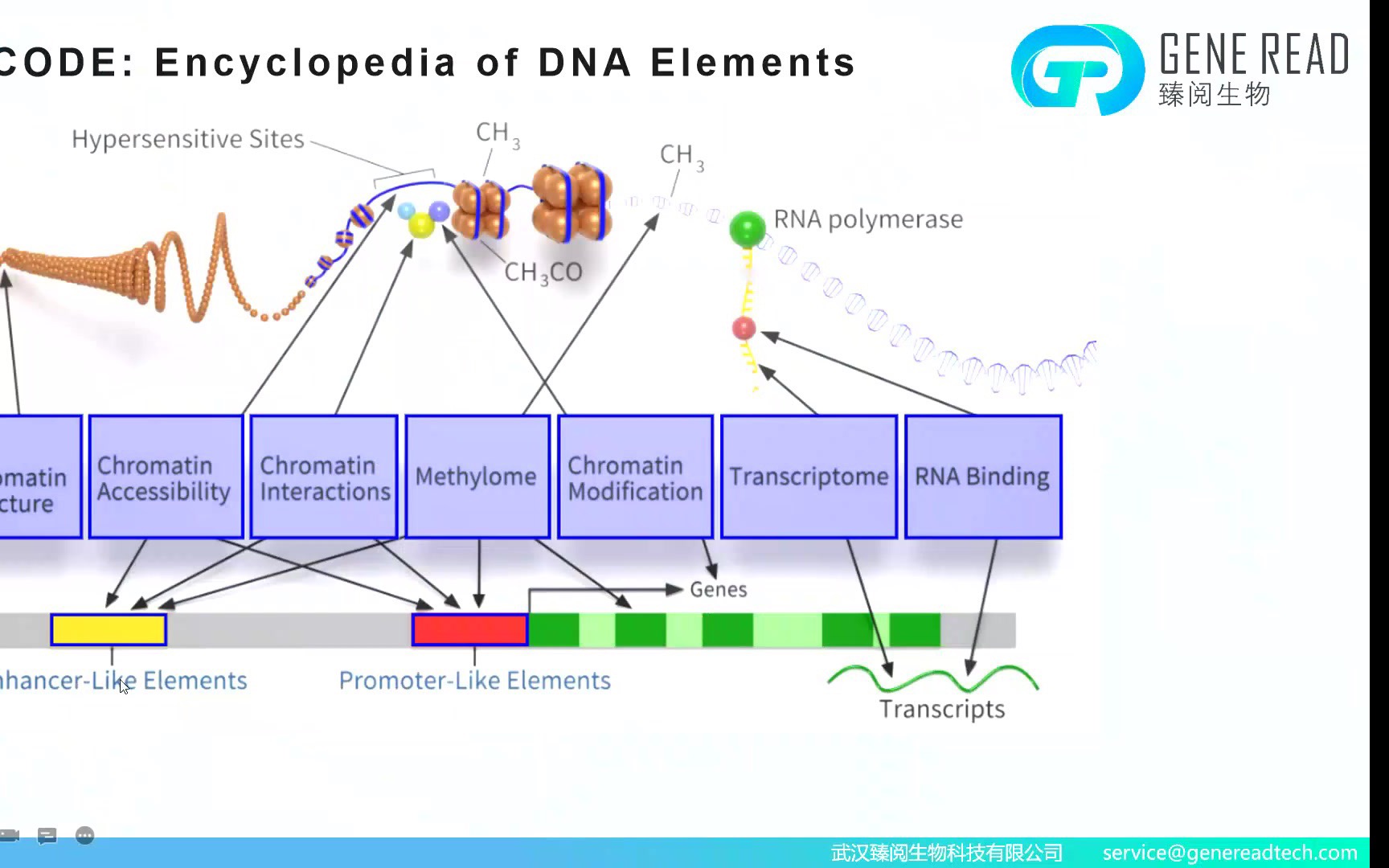 ATAC-seq在动物研究中的应用