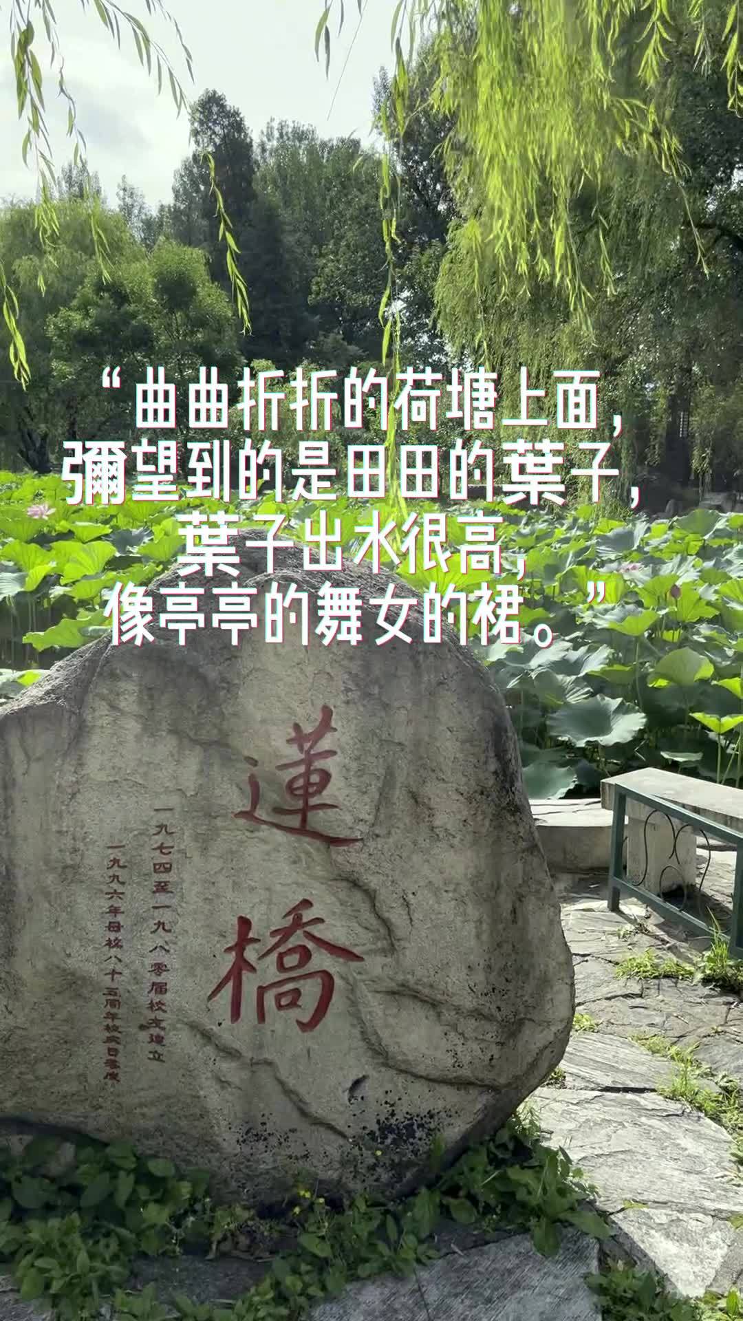 逛清华:盛夏午后去荷塘诵读朱自清的《荷塘月色》