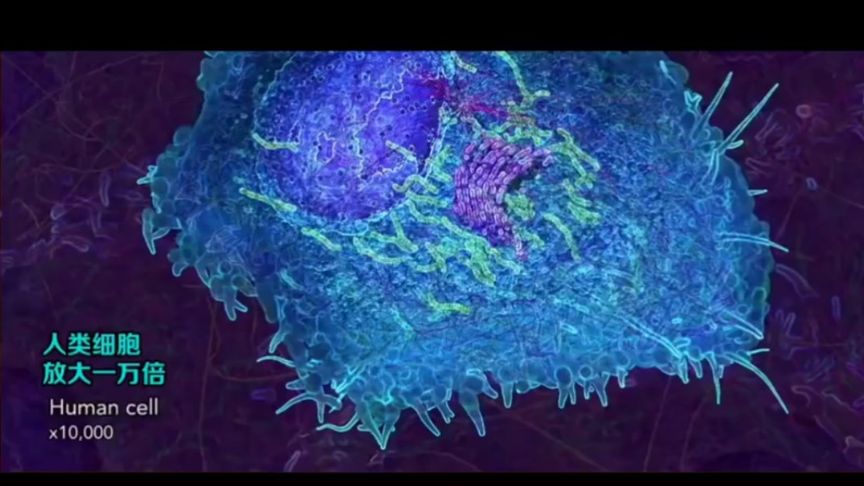 人类细胞核放大1000万倍,动画展示你的DNA是如何复制的
