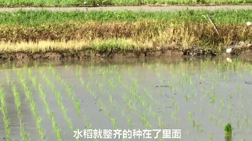 神奇水稻插秧机一个小时可以播种五亩地这是怎么做到的?