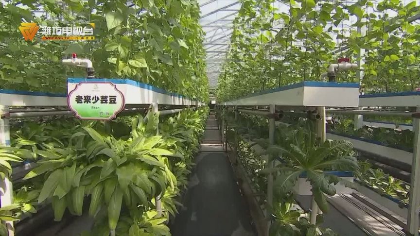 "寿光蔬菜"区域公共品牌成功注册成为潍坊第一件地理标志集体商标