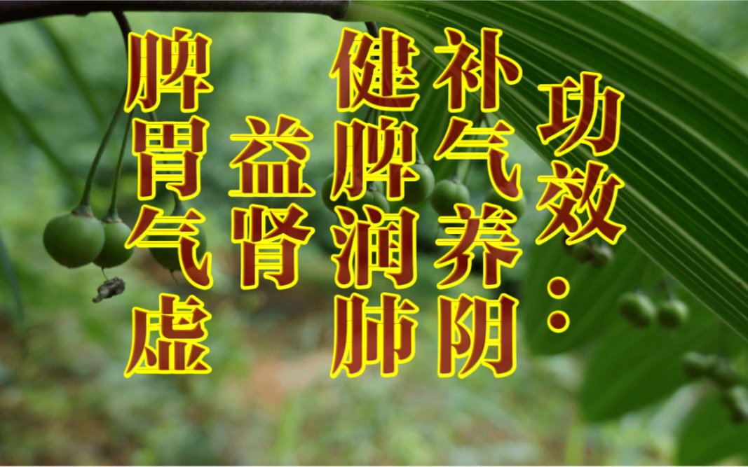 中草药“黄精”了解一下,功效:补气养阴,健脾润肺 益气等,乡间随处...