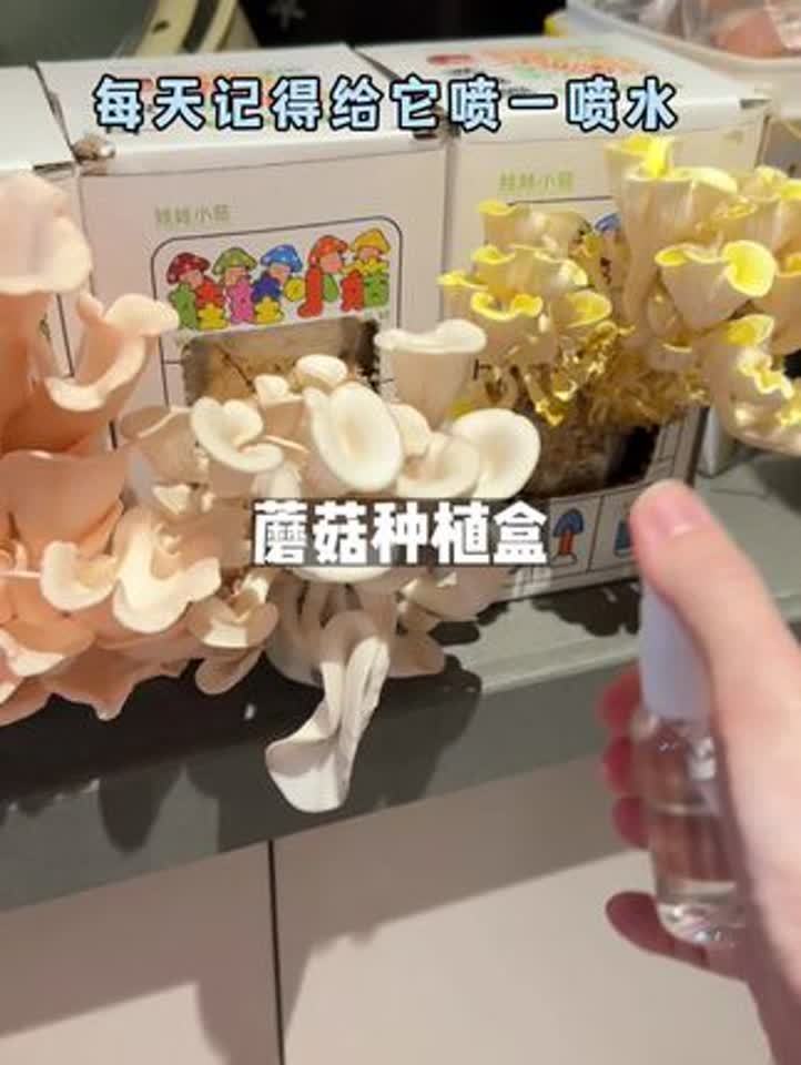 孩子每天都非常积极给蘑菇浇水,观察蘑菇的生长,体验采摘的乐趣,自己...