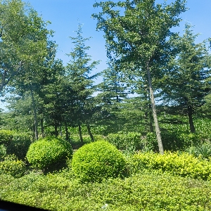 大树老师1 
