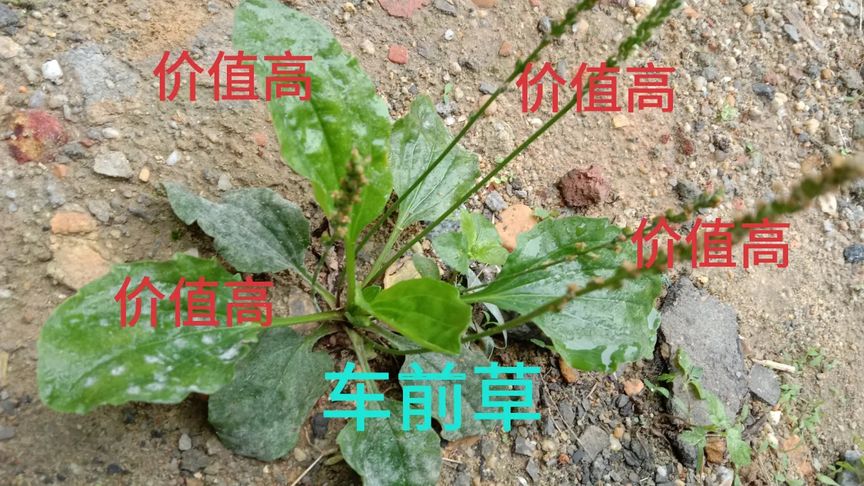 “车前草”不仅仅药用功效好,价格让你意想不到