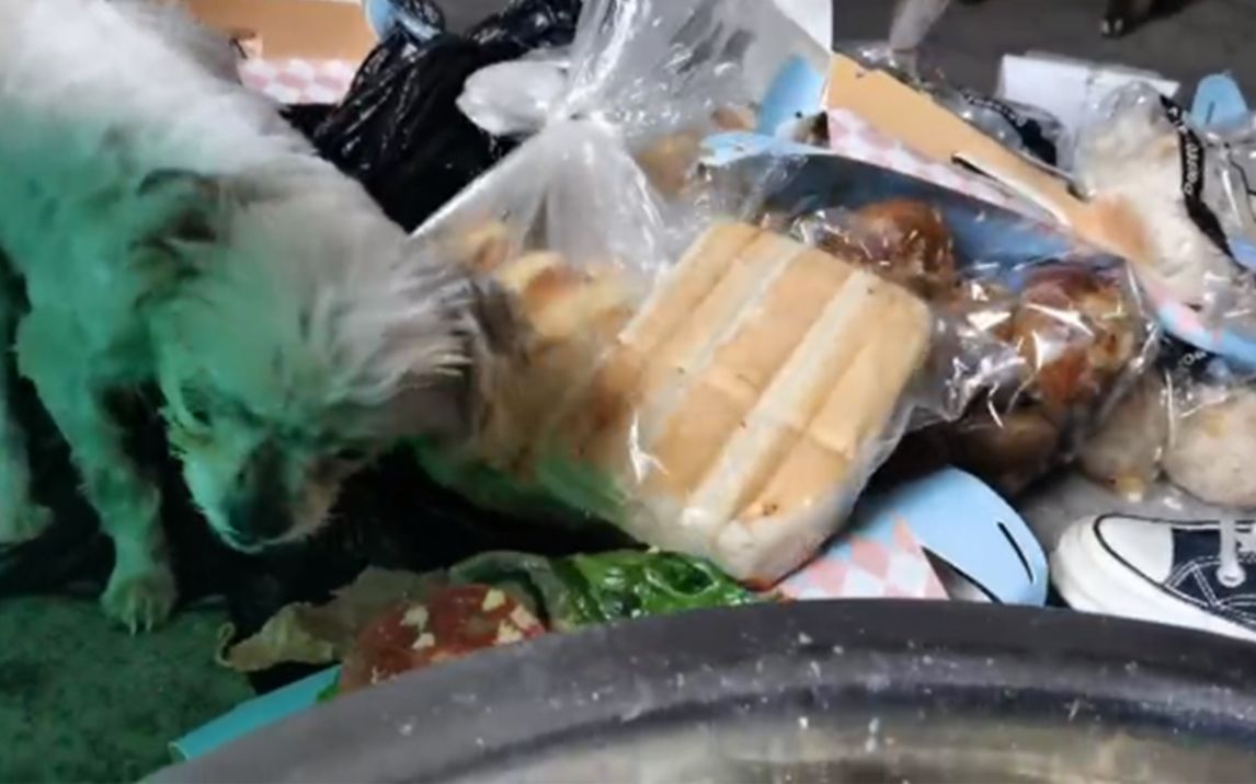 面包加鸡蛋的加餐!新犬舍感受美味小幸福~