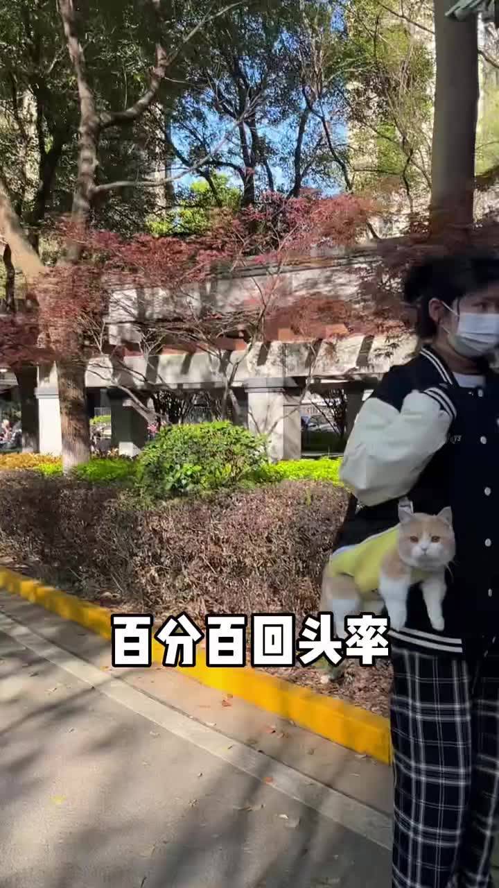 如何正确带猫咪出门做社会化训练?