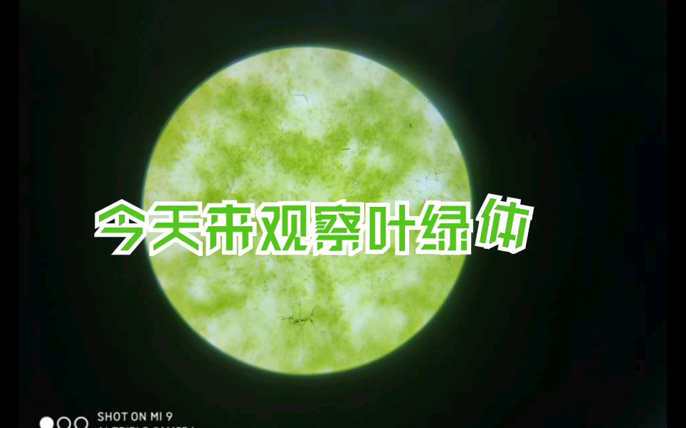 细胞生物学实验(观察叶绿体)