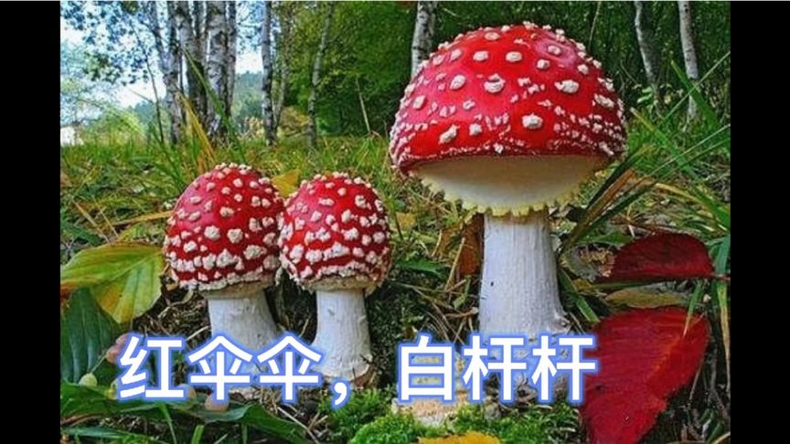 红伞伞白杆杆,吃了一起躺板板…最近被这首歌刷屏了,太魔性了