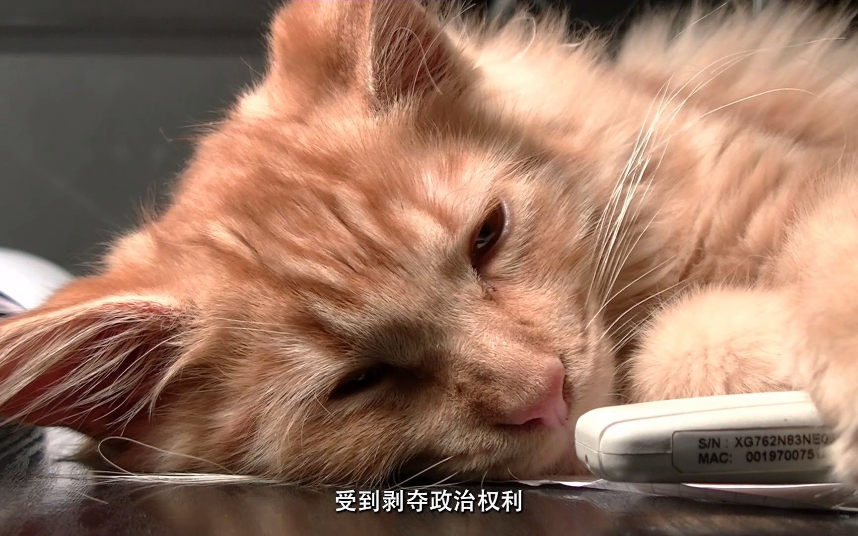 成考本科可以考教师资格证吗?