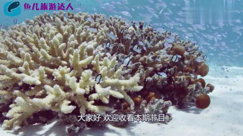 世界上最"傻"的鱼,浮在水面上等人抓,还会主动往渔船上跳