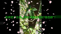怎样把手机相册中的视频发送到微信群