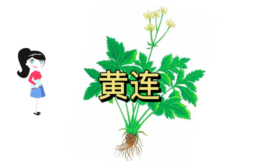 没想到黄连有这么多功效,主清热解毒。