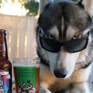 人参和醋卜相逢 