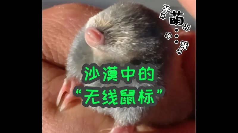 沙漠中的"无线鼠标"