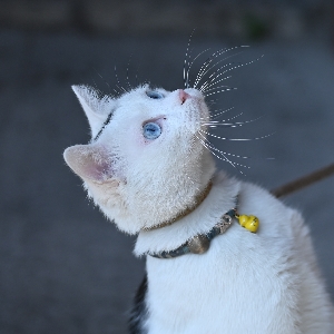 左向照明ZXZM 
