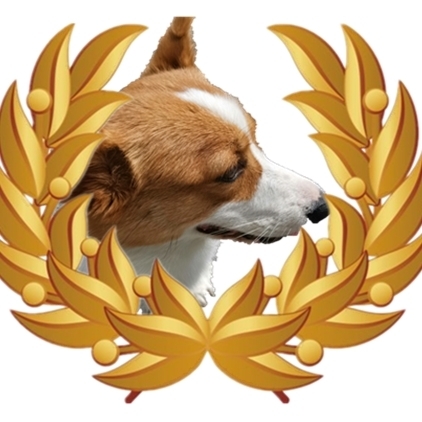 犯贰de汪星人 