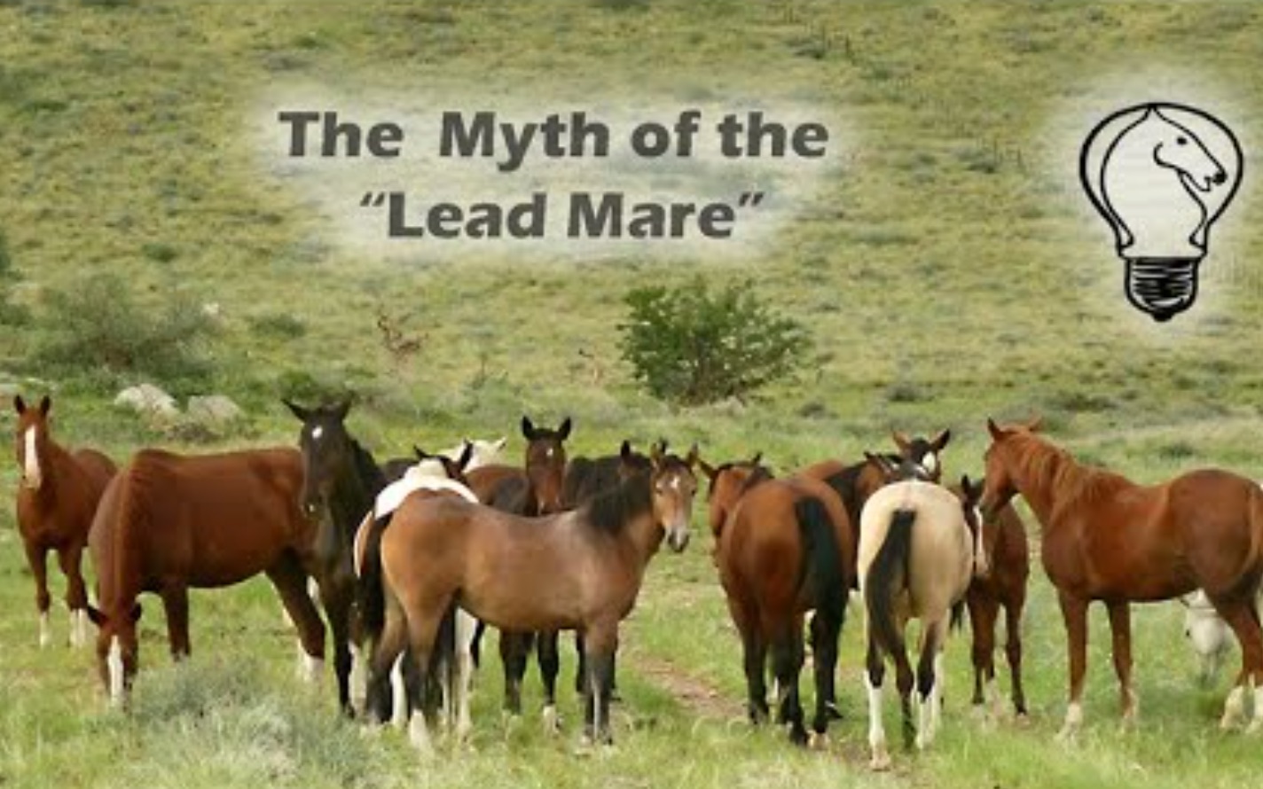 【自制中字】马科学会谈:马的社群结构与社群行为,关于“领头母马”...