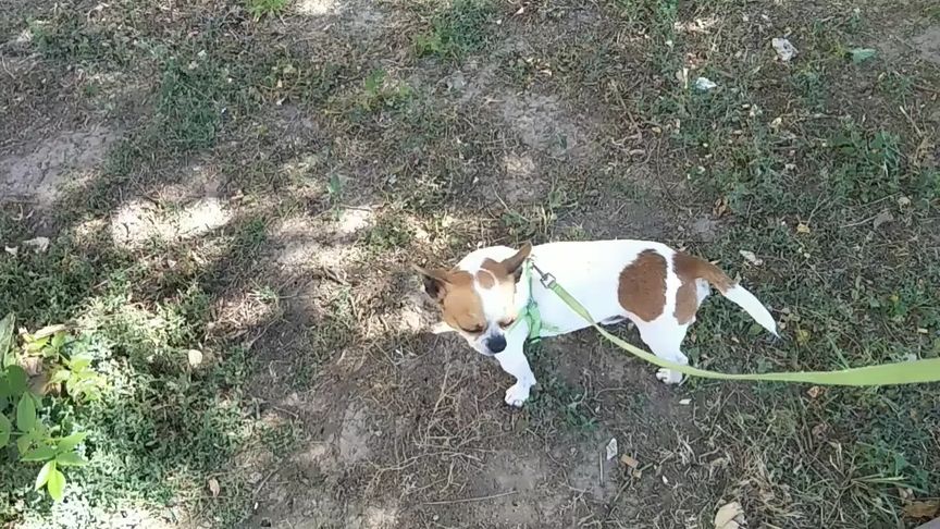 中毒的狗狗终于缓过来了,真是九死一生啊!