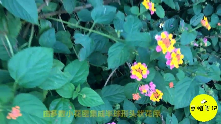 农村的野花五色梅有治疗皮肤瘙痒、皮炎的效果,但极容易中毒