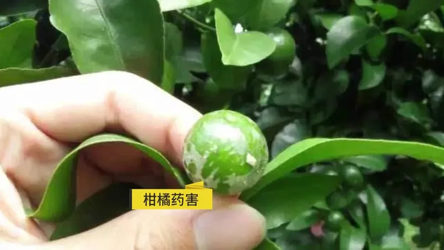 严防沃柑“花皮果”,春季管理中做好这几步品质有保证