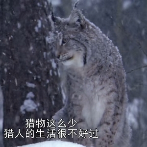 维希一柏林轴心 