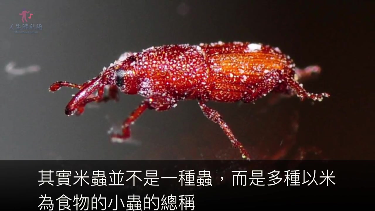 「米虫从白米钻出」的成长过程,最后的画面让网友全奔溃「我到底吃...