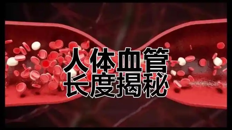 人体血管有多长?揭秘15万公里的奇迹