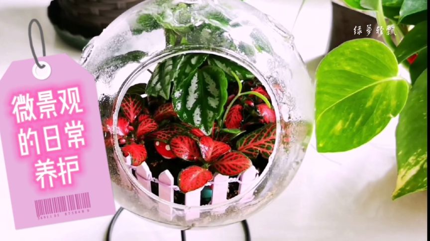 微景观,怎么养护?不知名的绿植养得水灵灵的,是用了什么方法?