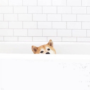 少白猿 