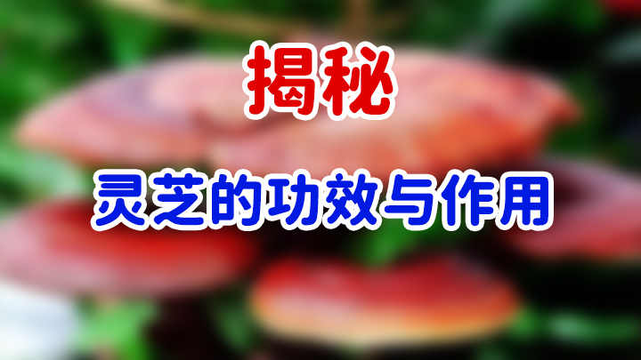 灵芝功效作用与主治,灵芝的保健功效有哪些