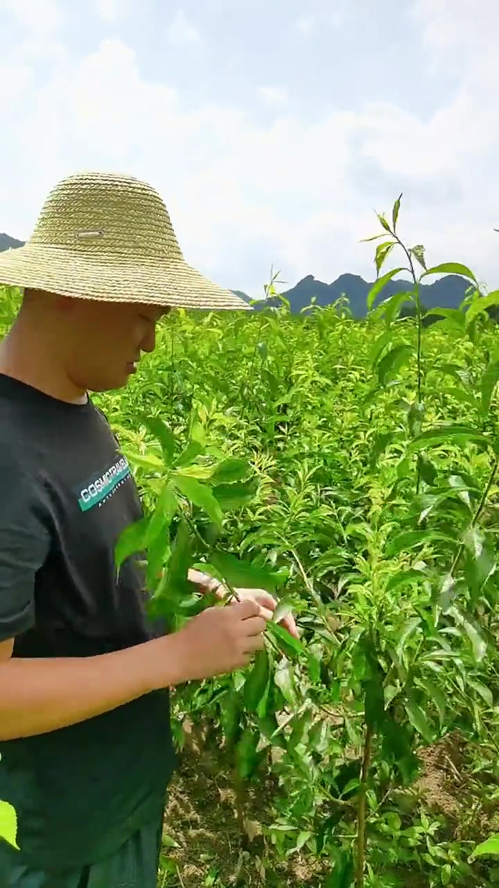 蜂糖李苗中期管理方法
