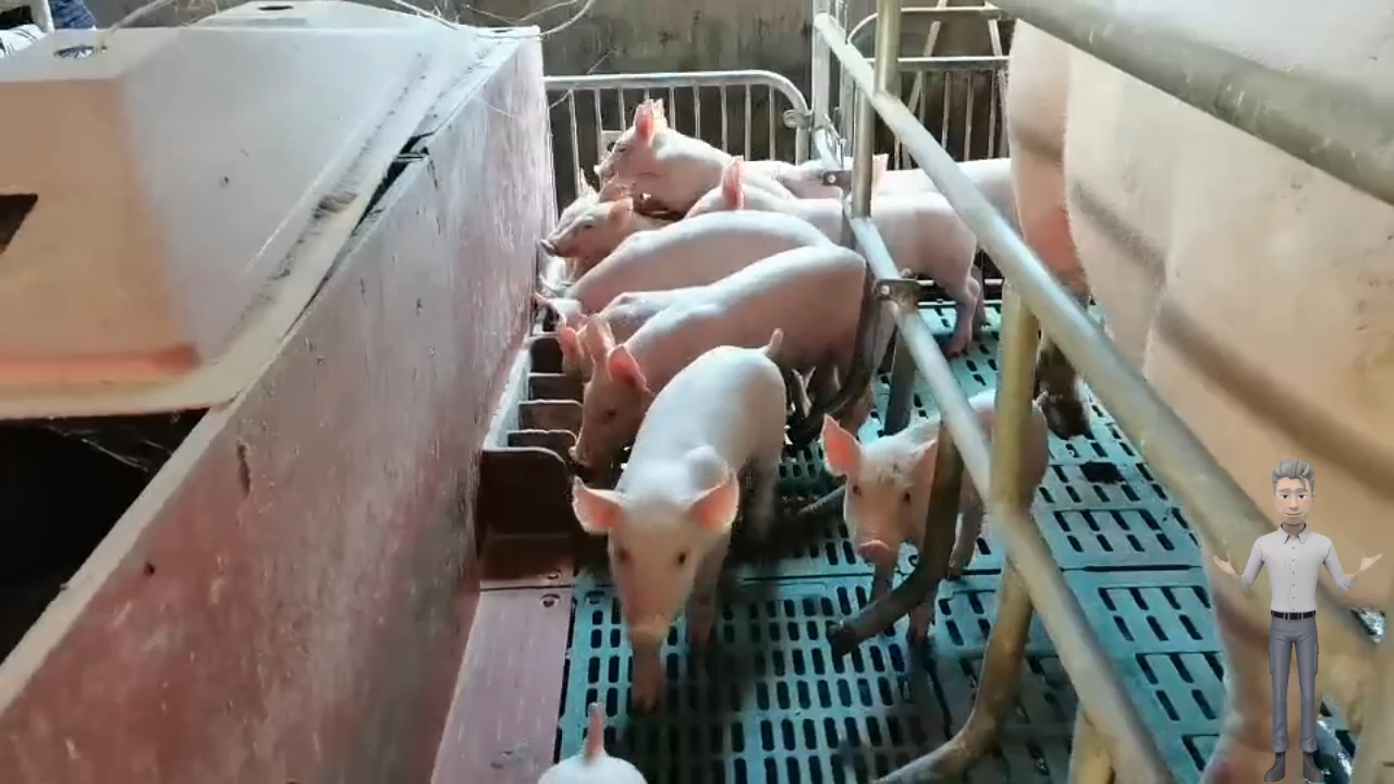 全国多地猪肉价格已经陆续跌破20元斤,一旦,养殖端牛猪出栏加速,猪价...