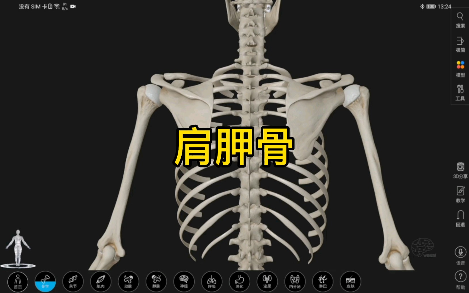肩胛骨的3D解剖