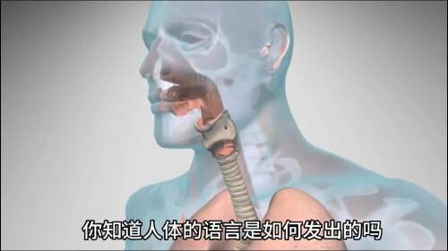 人体的语言声音的产生