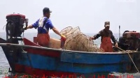 野生海参捕捞视频