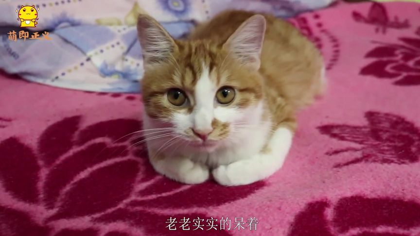 天气逐渐变冷,你家猫咪揣手了吗?这个动作还能看出它的心情