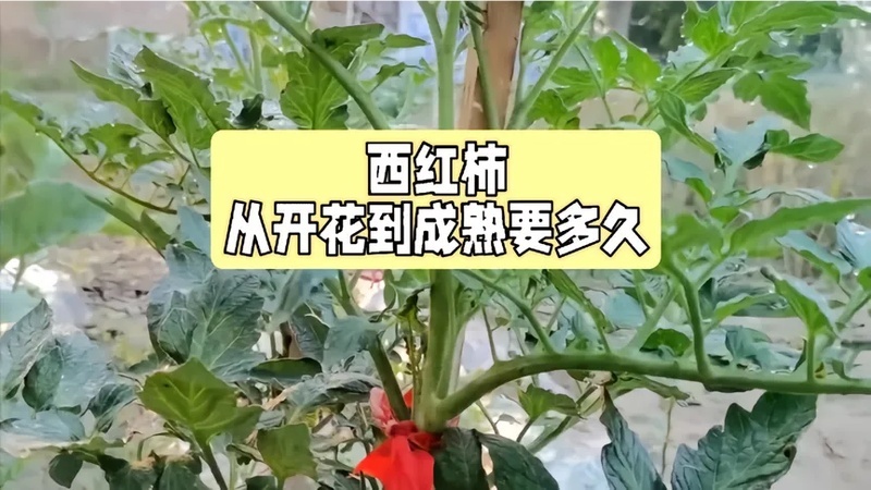 西红柿从开花到成熟需要多久(农民群群主)