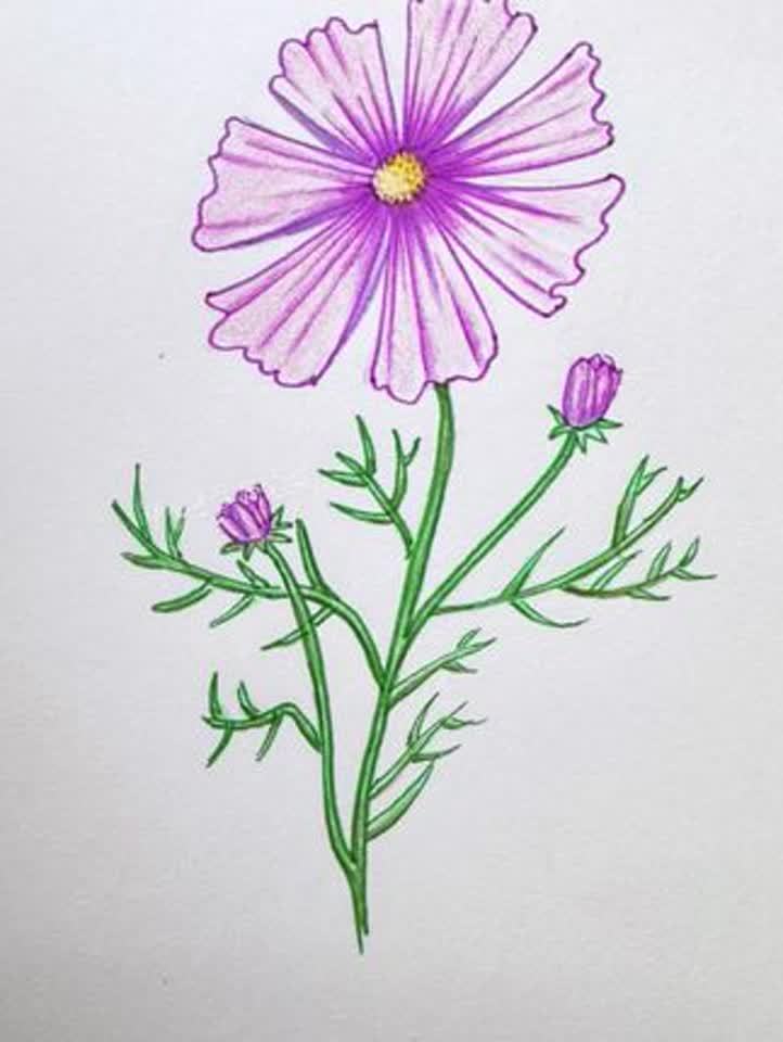 ...画的是什么花吗? #花朵简笔画 #育儿简笔画 #彩铅手绘 #简易花草画法