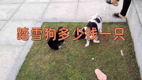 揭秘踏雪狗真实价格!养它前必须知道的费用清单