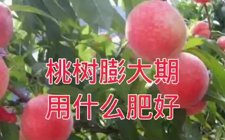 桃树膨大期用什么肥好